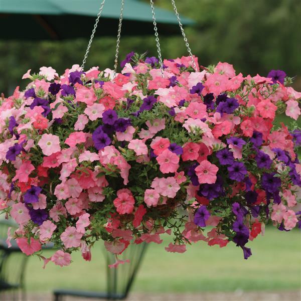 Hanging petunias store